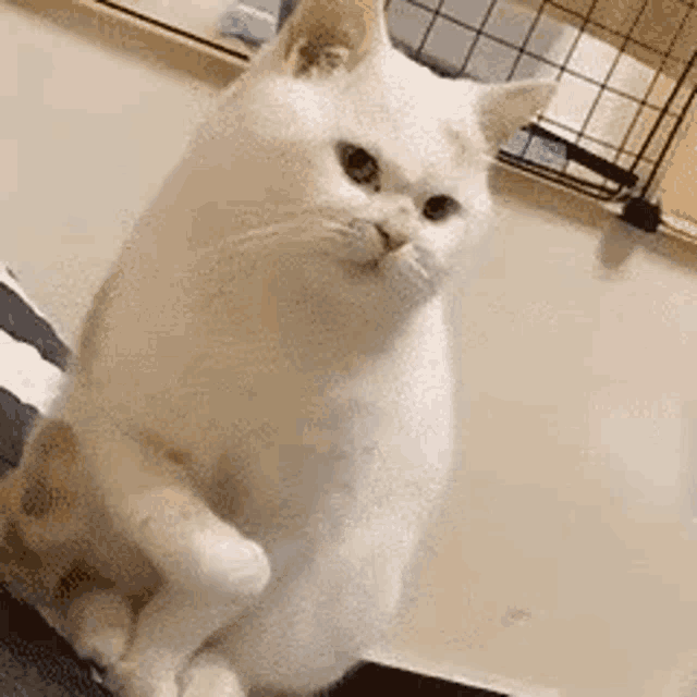 Media - Paddy Pimblett goes absolutely crazy watching Alex Pereira ...