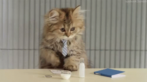 Cat Cute GIF - Cat Cute Work - Discover & Share GIFs