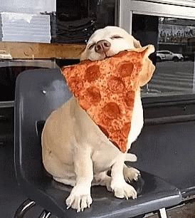 Dog Cute GIF - Dog Cute Pizza GIFs | Say more with Tenor