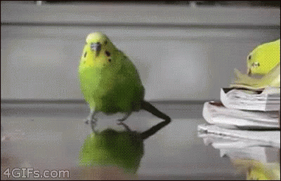 Bird Running Away - Explosion GIF - Explosion Runaway Bird GIFs | Say ...