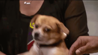 Dog Bitting GIF - Dog Dogbitting Bite GIFs | Say more with Tenor