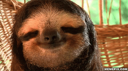 Sloth GIF - Sloth - Discover & Share GIFs