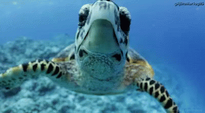 Sea Turtle GIF - Ocean - Discover & Share GIFs