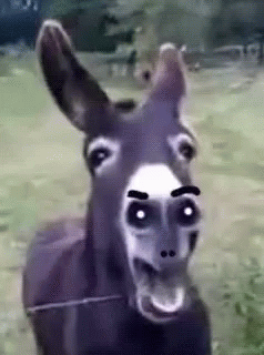 Creepy Face In Donkey GIF - Jackass Donkey Creepy - Discover & Share GIFs