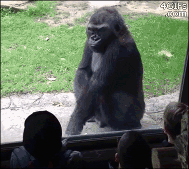L GIF - Gorilla Scared Funny - Discover & Share GIFs