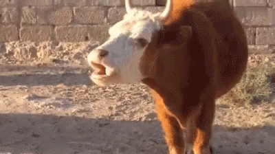 Chew GIF - Cow Cows Chew - Discover & Share GIFs
