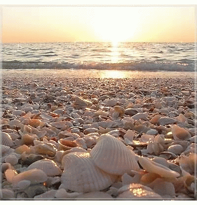 Popular Shell Shells GIF - Shell Shells Seashell - Discover & Share GIFs