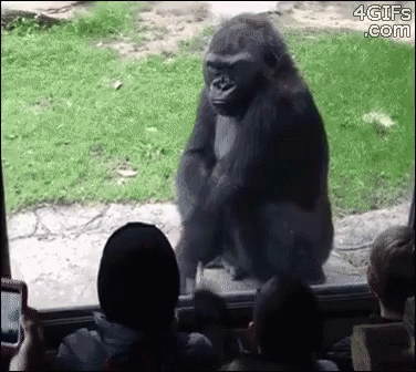 gorilla GIFs | Say more with Tenor