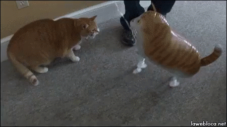 Cat Attack On Cat Balloon GIF - Attack Catattack Cat - Discover & Share ...