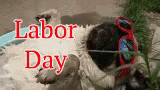 Labor Day GIF - LaborDay Happylaborday - Discover & Share GIFs