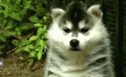 Spitz GIF - Spitz Dog Puppy - Discover & Share GIFs