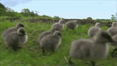 Chickens GIF - Chickens - Discover & Share GIFs