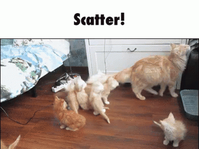 Scatter GIF - Scatter - Discover & Share GIFs