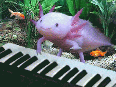 Axolotl GIF - Axolotl GIFs | Say more with Tenor