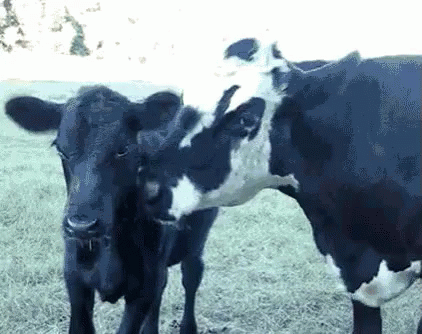 Surprised Cow Gif
