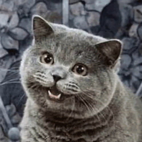 Cat Dizzy GIF - Cat Dizzy Crazy - Discover & Share GIFs