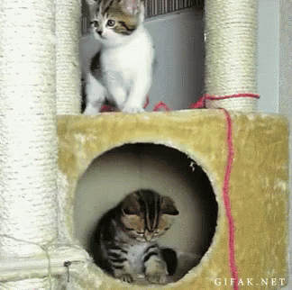 Cat Trips GIF - Cute Funny Clumsy GIFs | Say more with Tenor