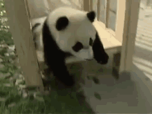Pandas Sliding! GIF - Pandaslide Cute Awe - Discover & Share GIFs