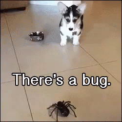There's A Bug GIF - Bug - Discover & Share GIFs