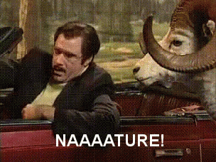 Nature Goulet GIF - Nature Goulet Willferrell - Discover & Share GIFs