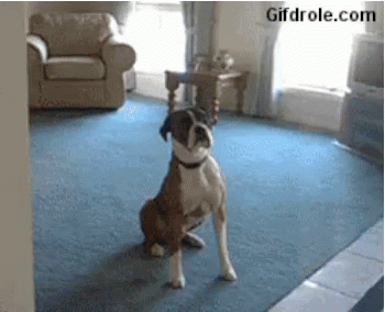 Dog Excited GIF - Dog Excited GIFs | Say more with Tenor