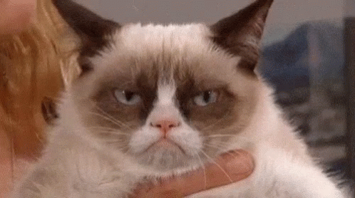 The Popular Grumpy Cat GIFs Everyone's Sharing
