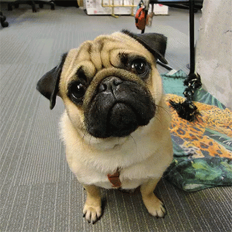 Pug Lyfe GIF - Puglife Pugs Thug - Discover & Share GIFs