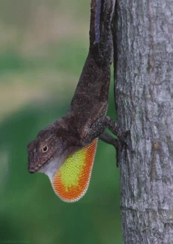 Lizard From Http://headlikeanorange.tumblr.com/ GIF - Lizard Reptile ...