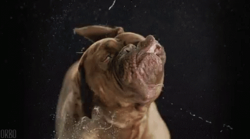 Dog Drooling GIF - Dog Drooling - Discover & Share GIFs