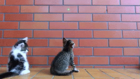 Kitten Attack GIF - Negative Attack Kitten - Discover & Share GIFs