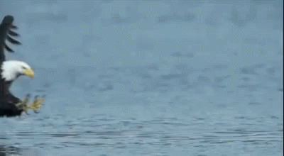 Eagle Catching Its Dinner GIF - Eagle - Discover & Share GIFs