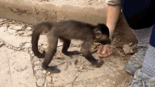 Monkey Tool GIF - Cute Monkey Hit - Discover & Share GIFs
