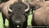 Buffalo GIF - Buffalo - Discover & Share GIFs