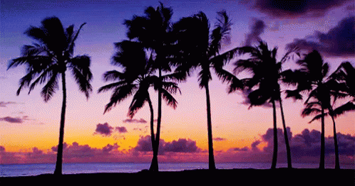 Palm Tree Island Sunset GIF - Island IslandVibes IslandLife - Discover ...