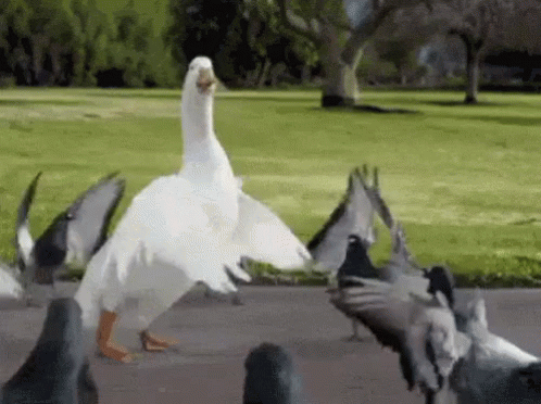 Swan Pigeons GIF - Swan Pigeons Dancing - Discover & Share GIFs