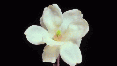 Flower GIF - Flower Bloom - Discover & Share GIFs