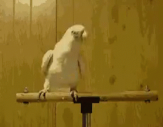 Bird Dance GIF - Bird Dance Funny - Discover & Share GIFs