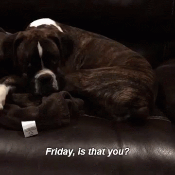 Friday Boxerpuppy GIF - Friday Boxerpuppy Boxer - Discover & Share GIFs