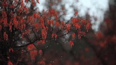 Trees Rain GIF - Trees Rain Red - Discover & Share GIFs