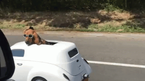 Dog Car GIF - Ride - Discover & Share GIFs