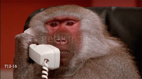 Baboon GIF - Baboon Phone - Discover & Share GIFs
