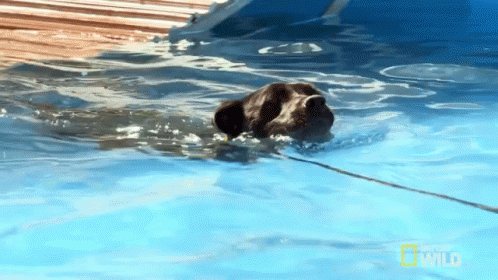 Swimming Dog GIF - Cesar911 Cesar911Series Swimming - Discover & Share GIFs