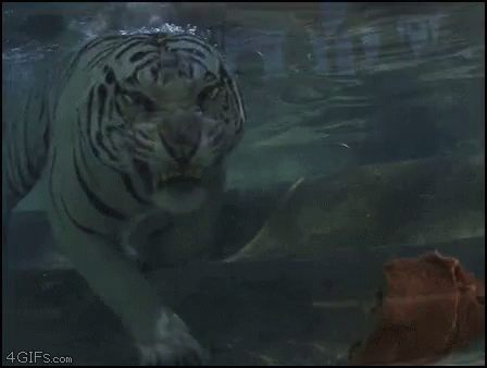 Scary Tiger GIF - Scary Tiger Food GIFs | Say more with Tenor
