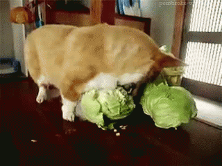 The Popular Cabbage GIFs Everyone's Sharing