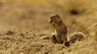 Phew! GIF - Wildlife - Discover & Share GIFs