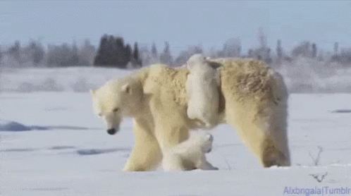Cute Polar Bear Cub GIF - Aww Cute GIFs | Say more with Tenor