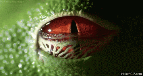 Reptile GIF - Reptile - Discover & Share GIFs