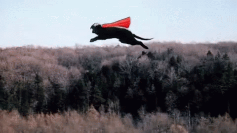 When You're Trying To Be Impressive And Then GIF - Dog Flying Superman ...