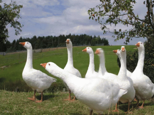 Goose GIF - Goose Geese - Discover & Share GIFs