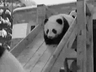 Panda Slide GIF - Panda Slide Play - Discover & Share GIFs